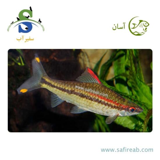 ماهی ردلاین بارب (پک چند عددی) - فروشگاه اینترنتی سفیرآب