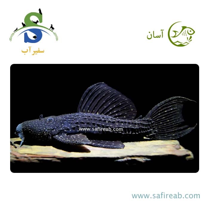 ماهی کت فیش L97 - فروشگاه اینترنتی سفیرآب